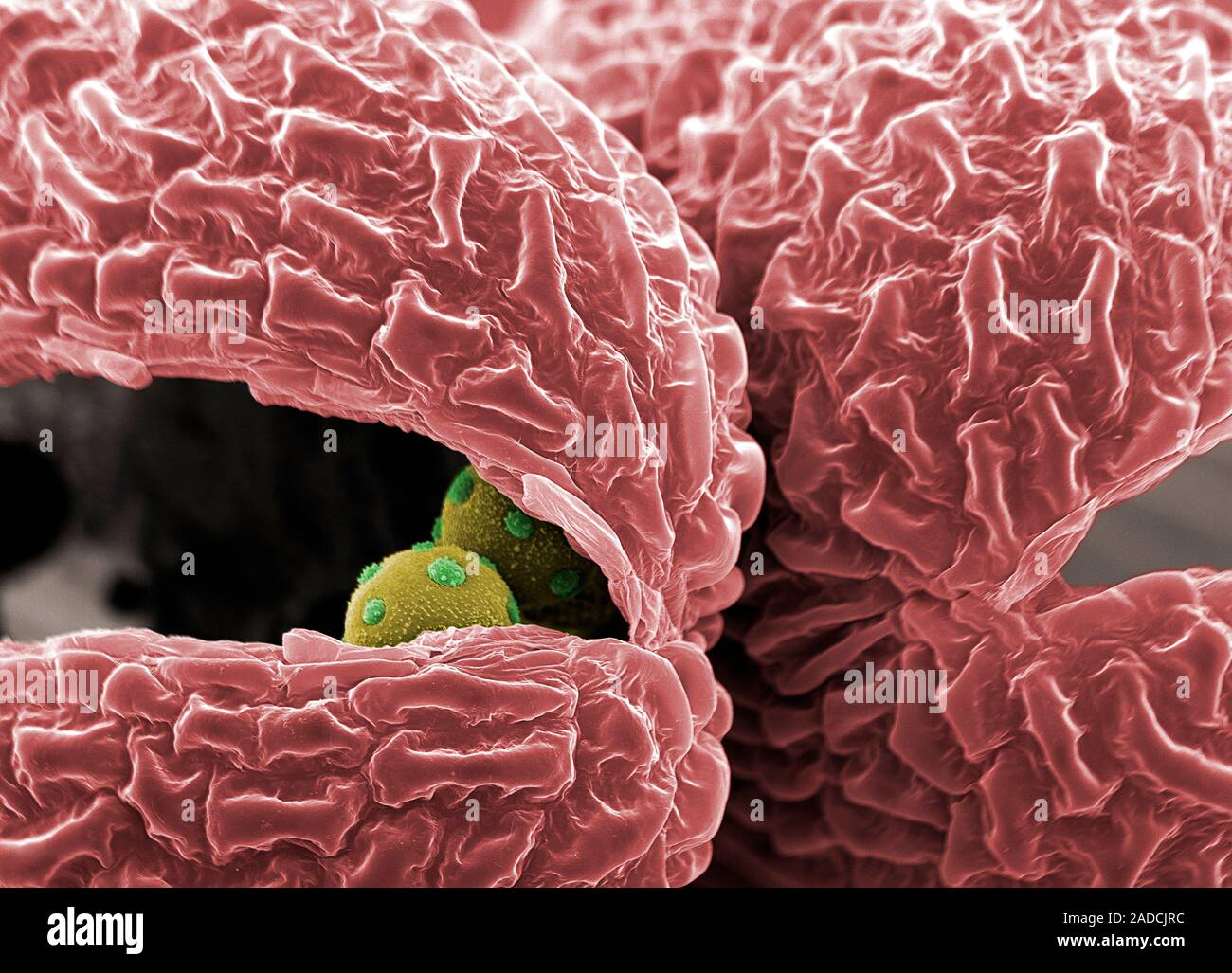 Coloured scanning electron micrograph (SEM) of pollen grains (yellow ...