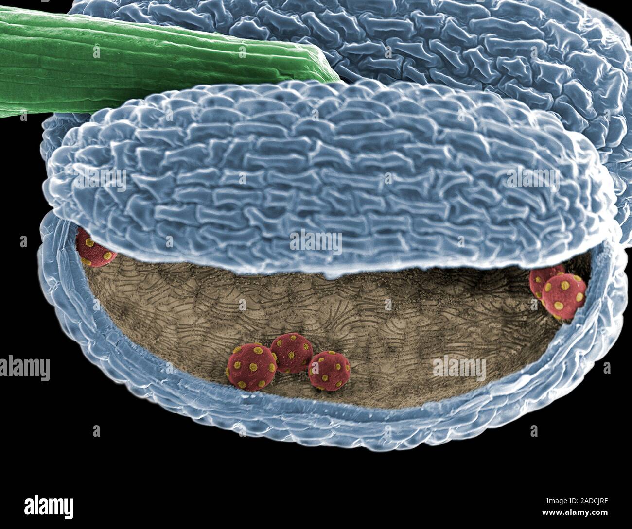 Coloured scanning electron micrograph (SEM) of pollen grains within a ...