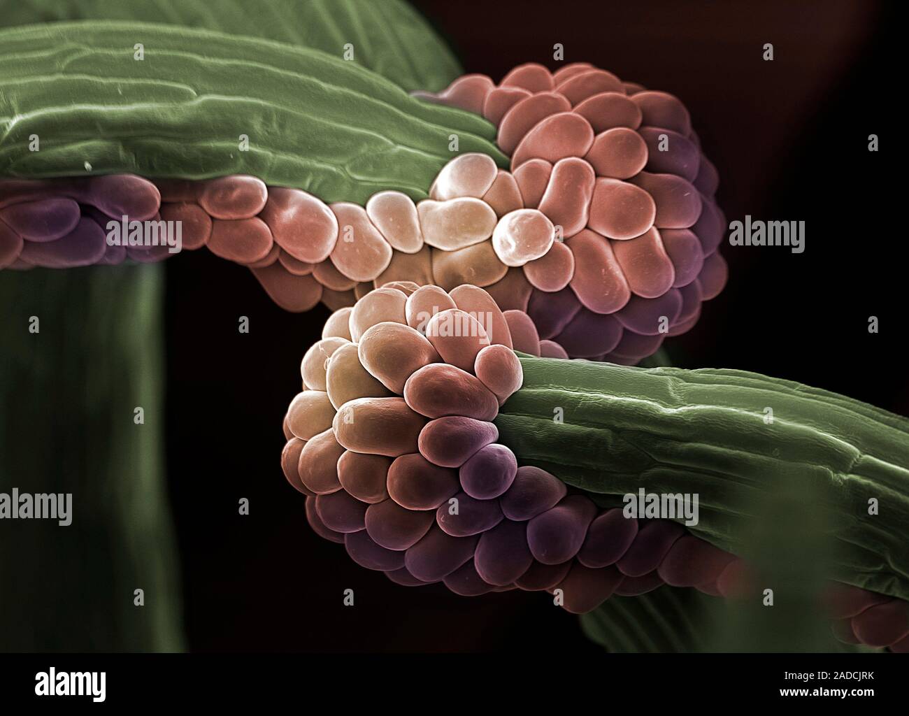 Coloured scanning electron micrograph (SEM) of the stigma lobes of a ...