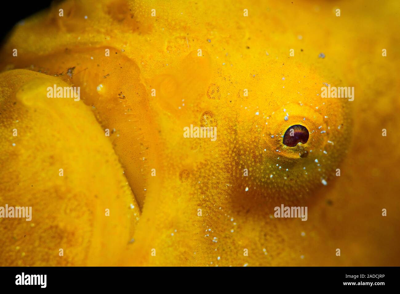 Face of a painted frogfish (Antennarius pictus). Photographed in Lembeh ...