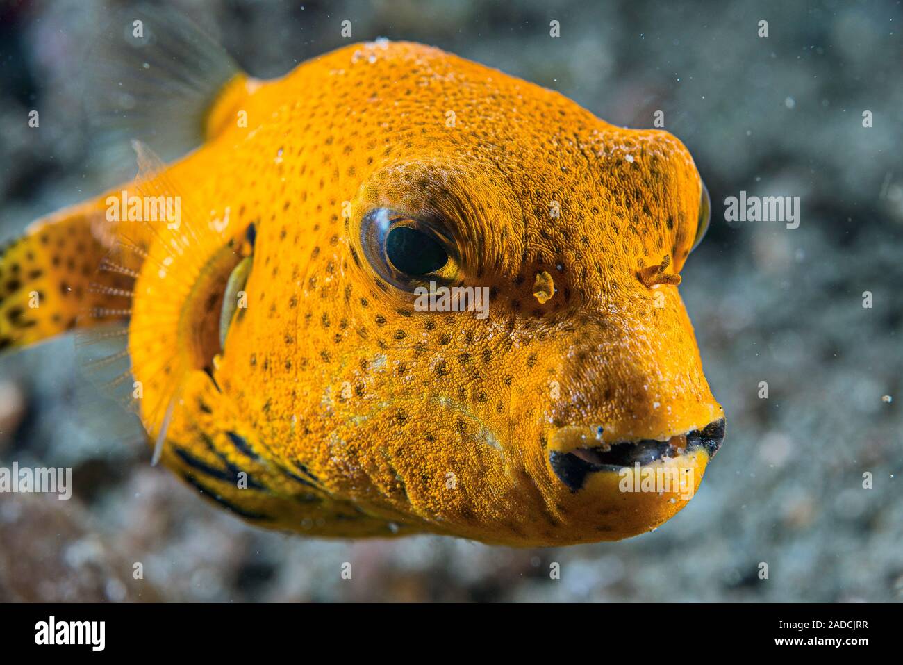 Juvenile star pufferfish (Arothron stellatus). The body of this ...