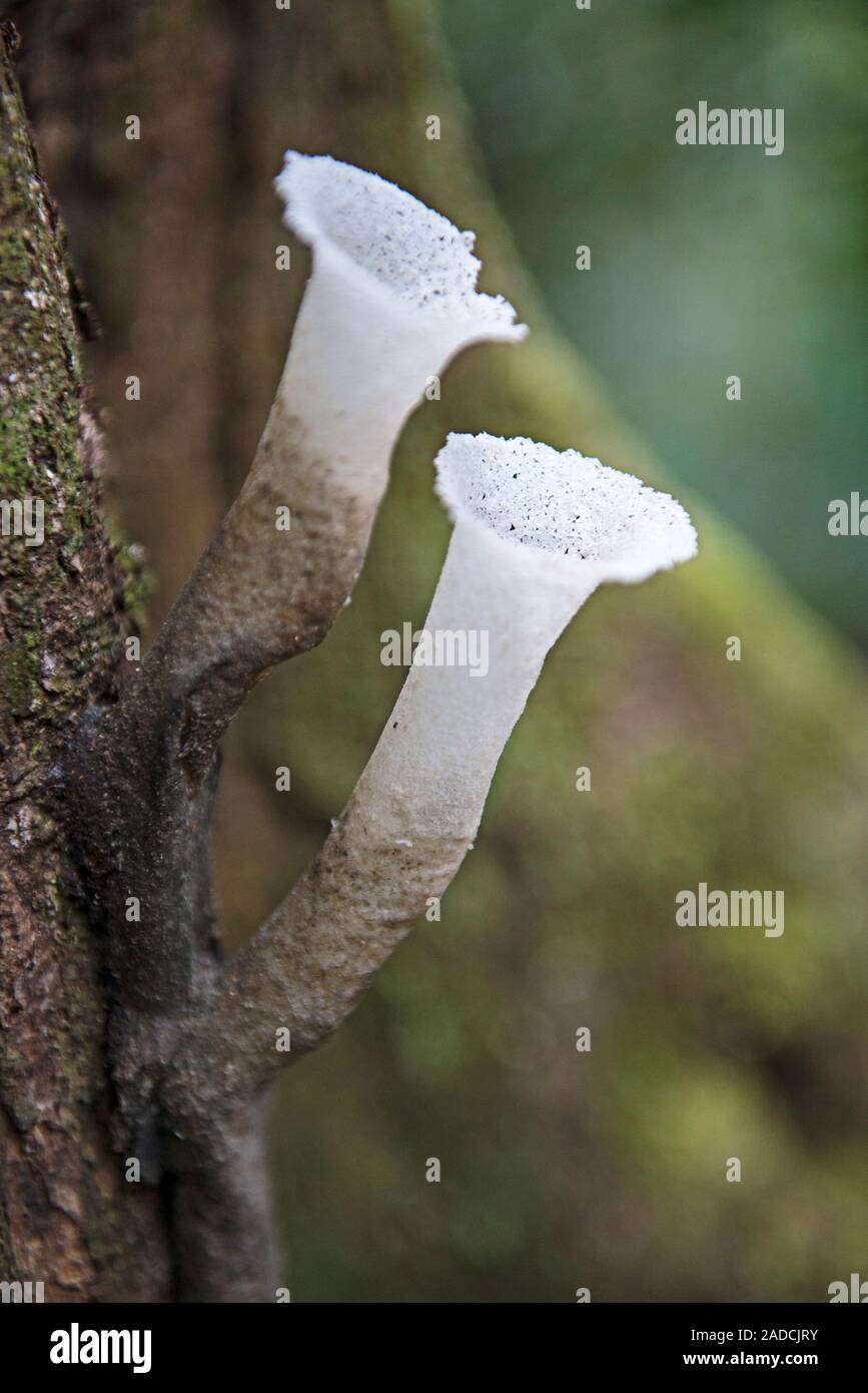 Fungus growing on a tree. Photographed in Maliau Basin, Sabah ...