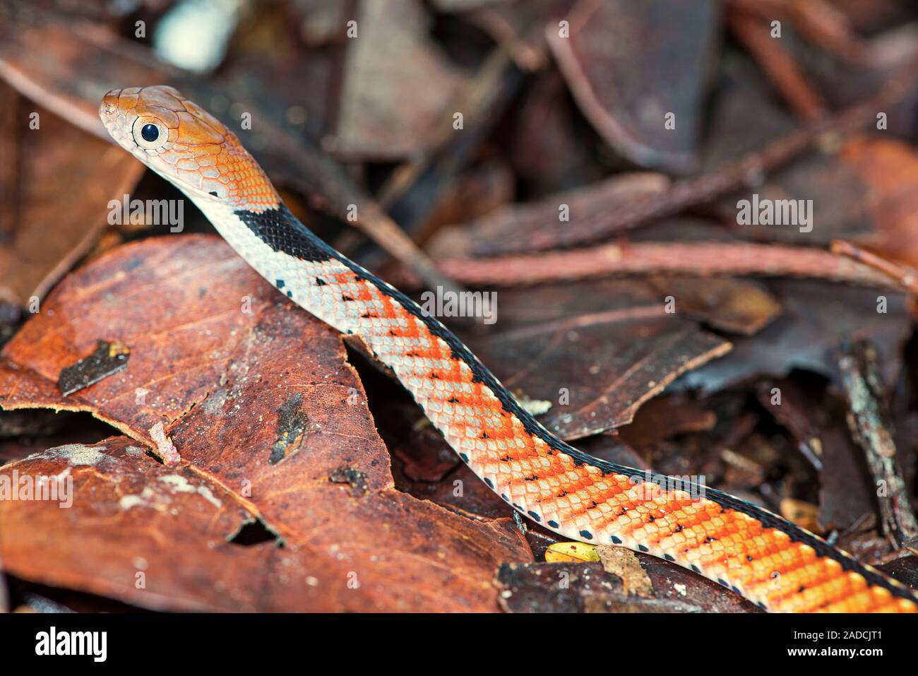 Juvenile blue-necked keelback (Macropisthodon rhodomelas). This snake ...