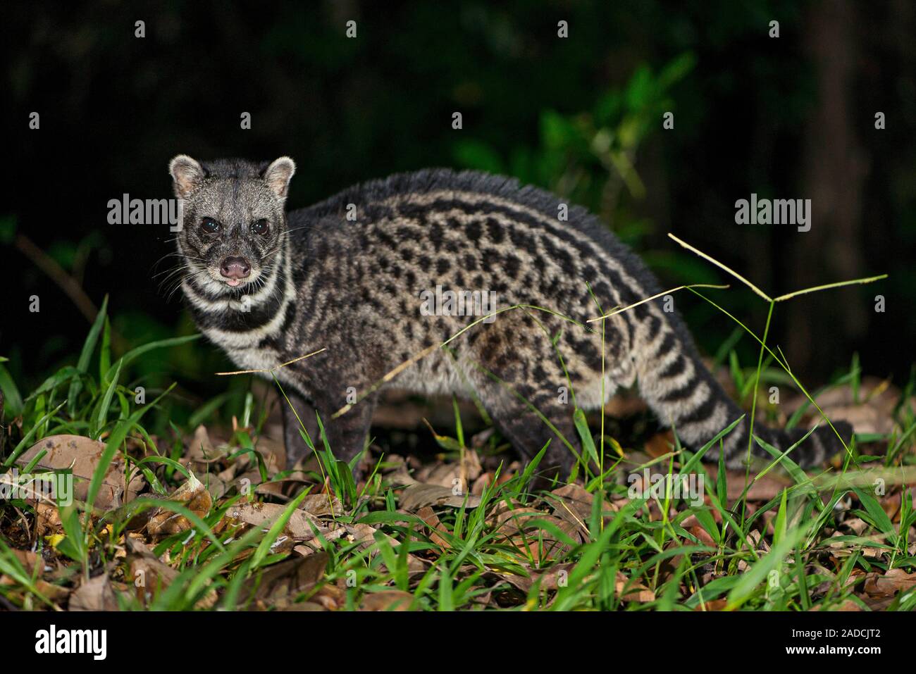 Malay civet (Viverra tangalunga). This nocturnal cat-like mammal is ...