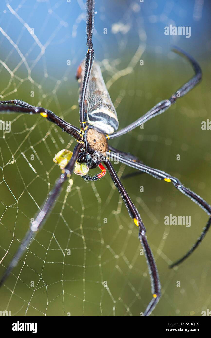 Giant golden orb weaver spider (Nephila pilipes) feeding from its web ...