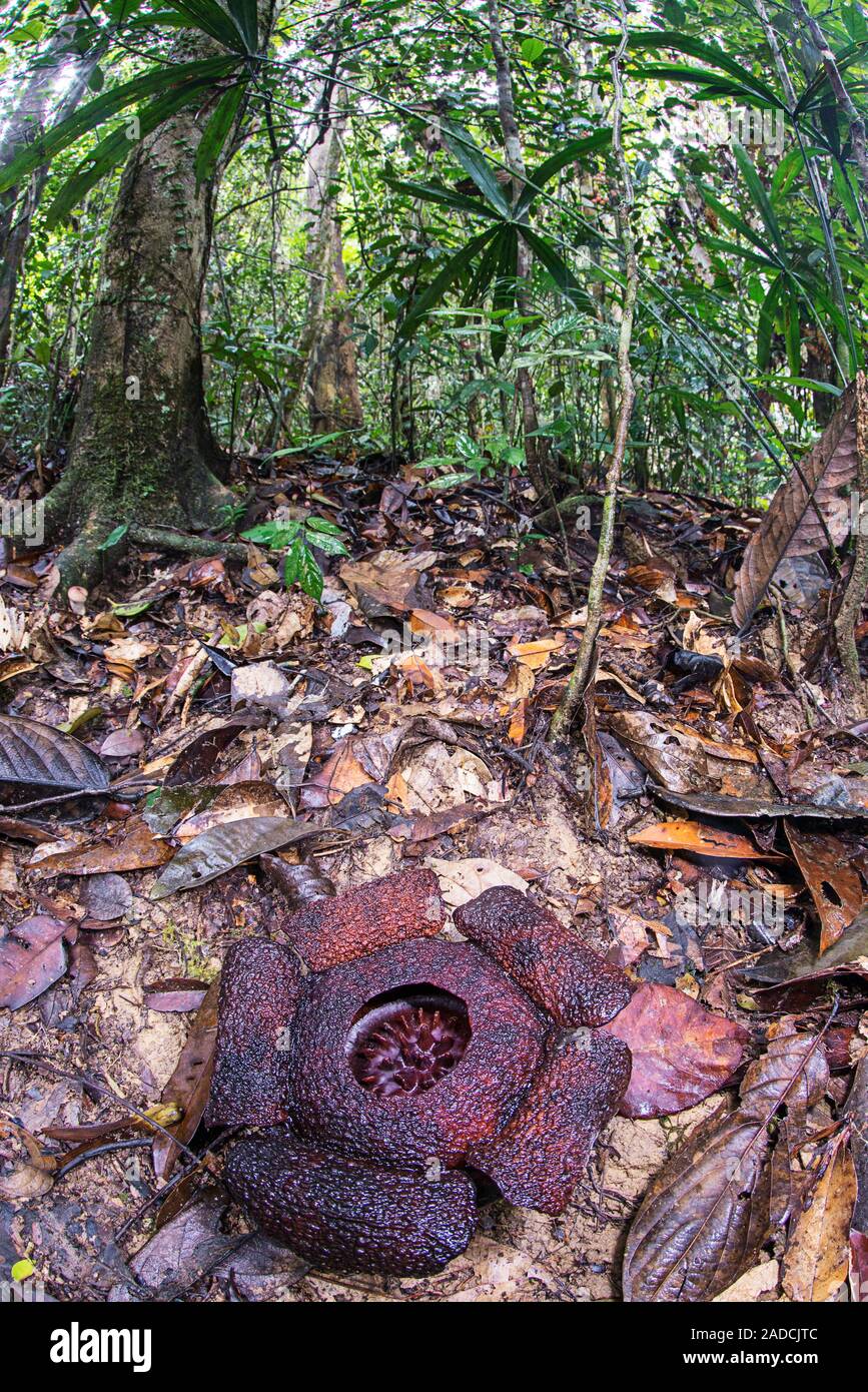 Rafflesia flower (Rafflesia tengku-adlinii). This genus of parasitic ...