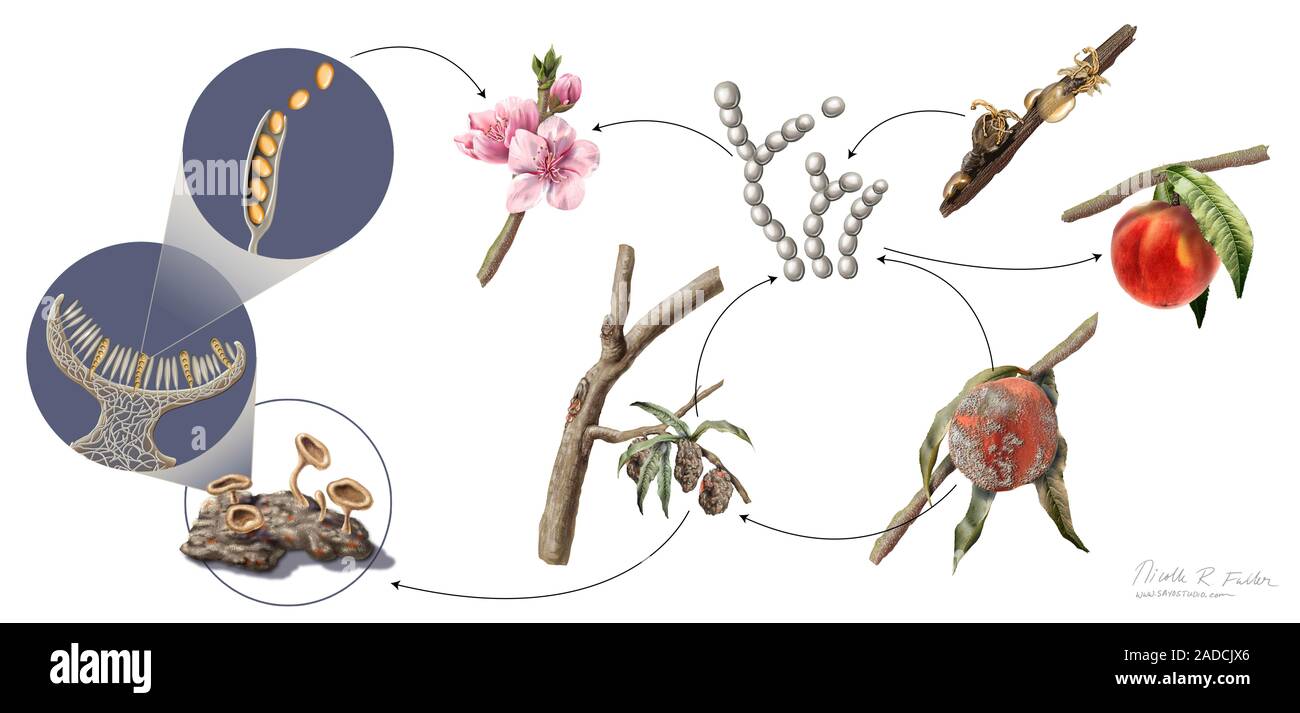 Peach brown rot life-cycle, illustration. Brown rot (Monilinia ...