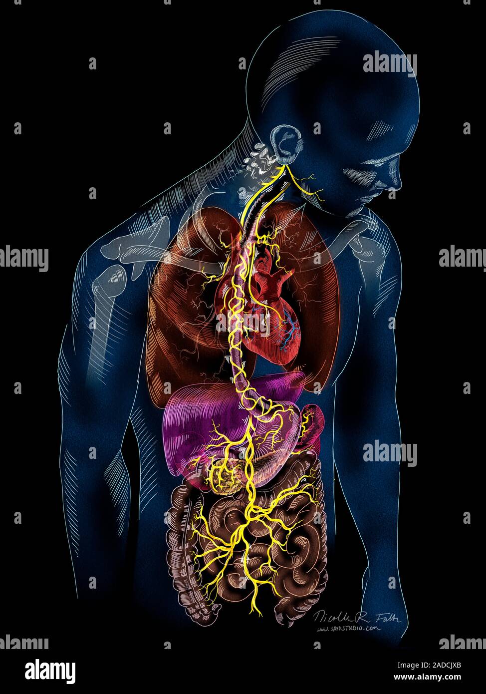Vagus nerve anatomy, illustration. The vagus nerve (yellow), also known ...