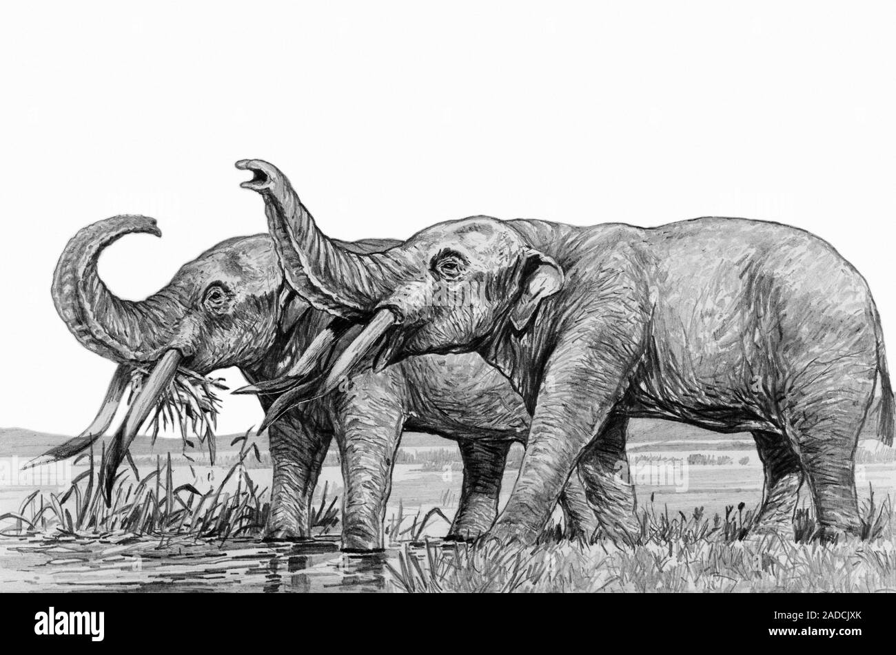 Cuvieronius, illustration. Cuvieronius is an extinct New World genus of ...