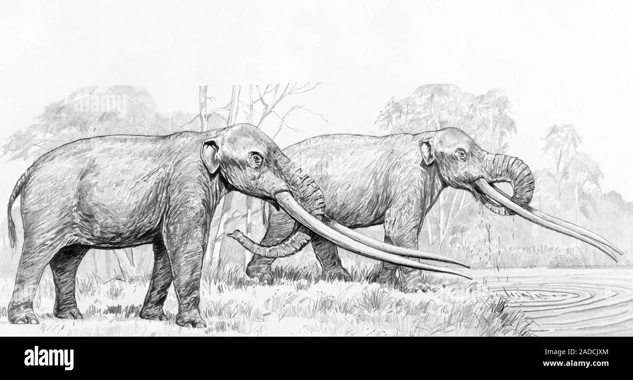 Anancus arvernensis, illustration. This extinct prehistoric mammal ...