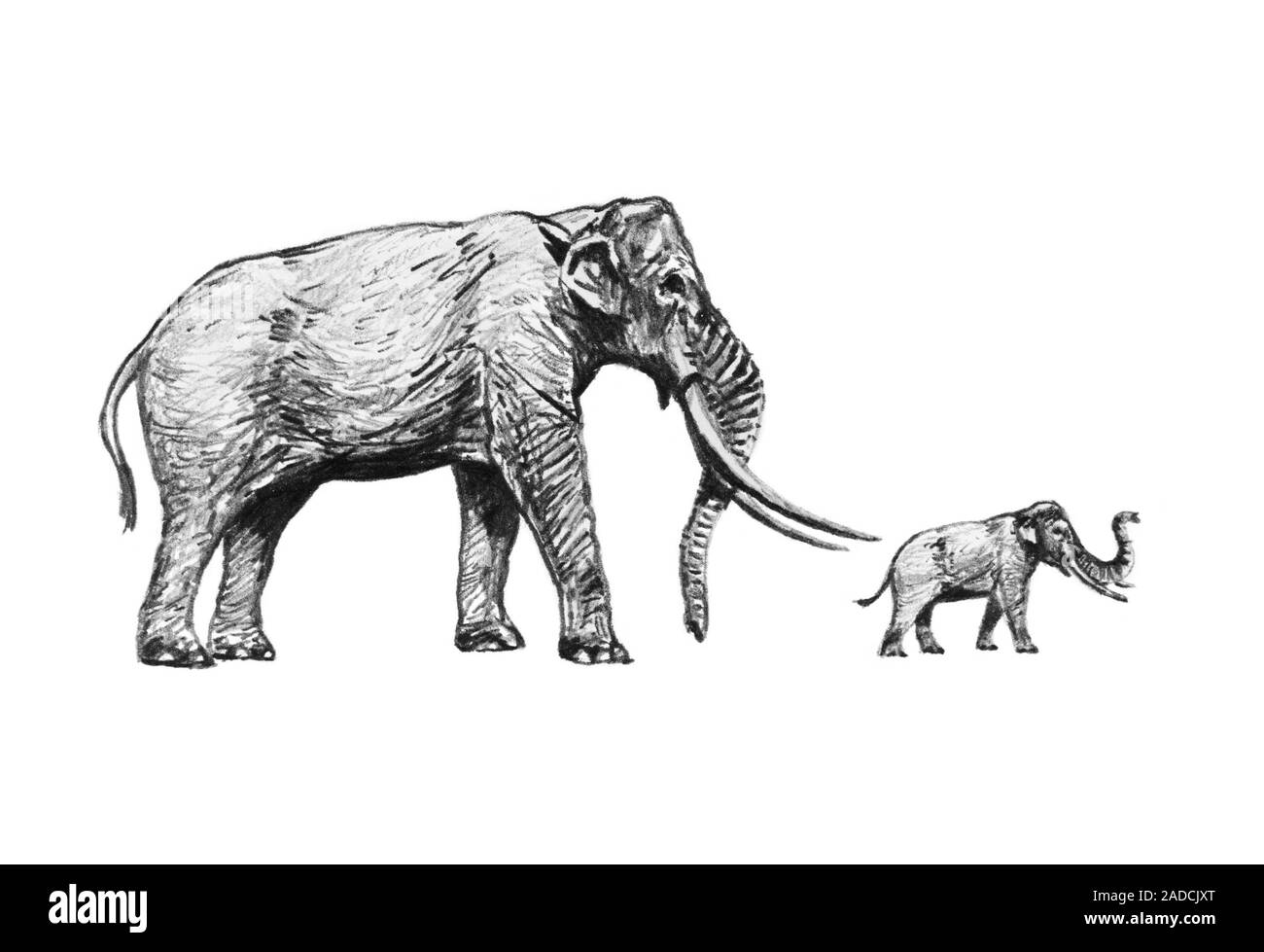 Palaeoloxodon antiquus (left) and Palaeoloxodon falconeri (right ...