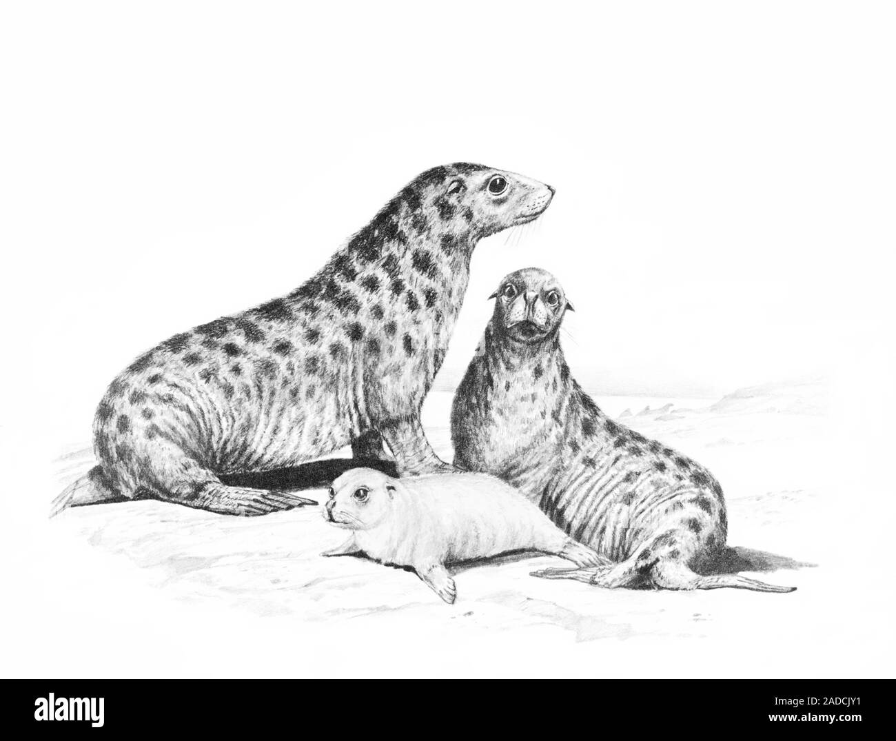Allodesmus, illustration. This extinct prehistoric mammal is a pinniped ...