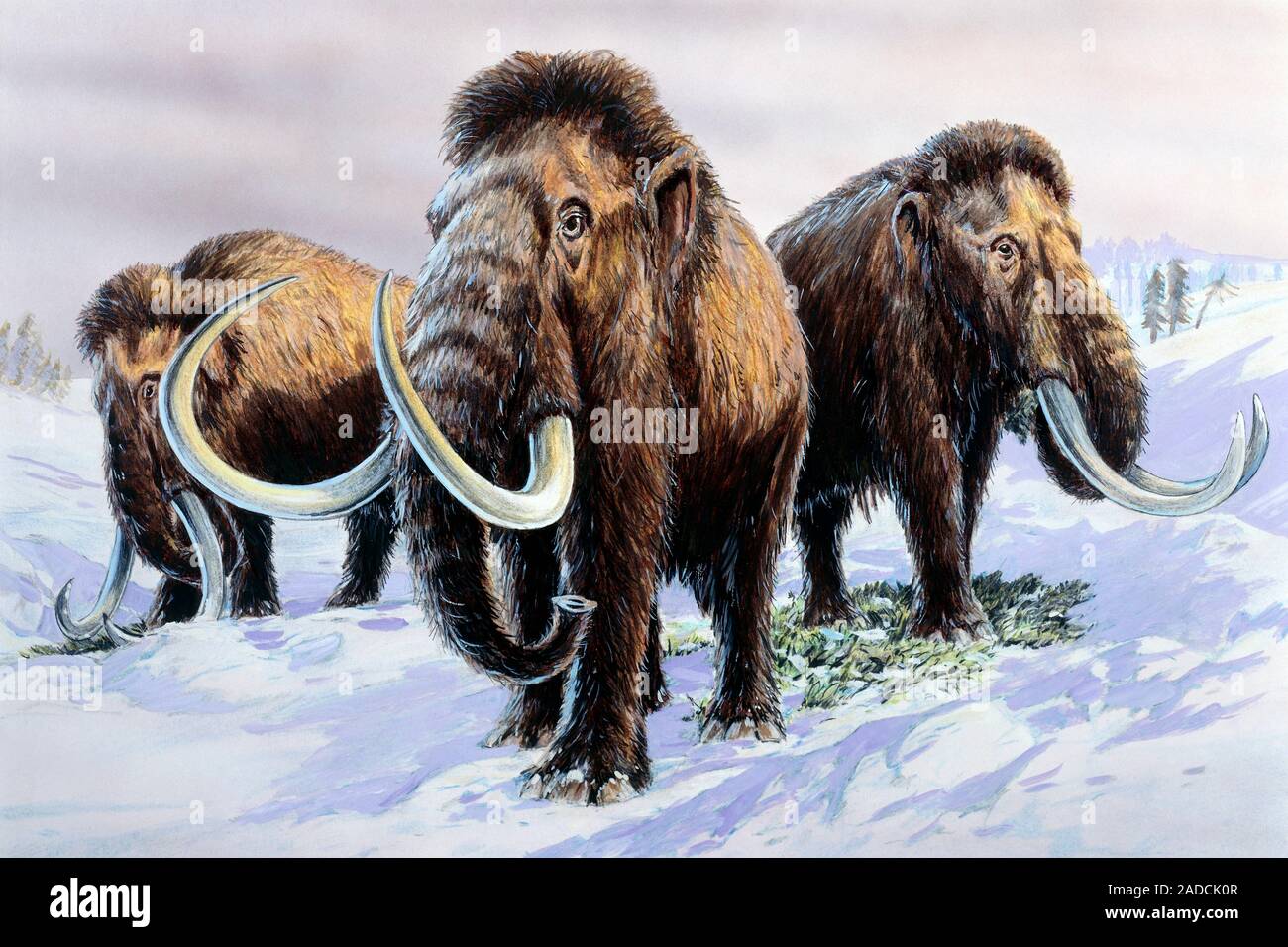 Woolly mammoths (Mammuthus primigenius) feeding on tundra vegetation ...