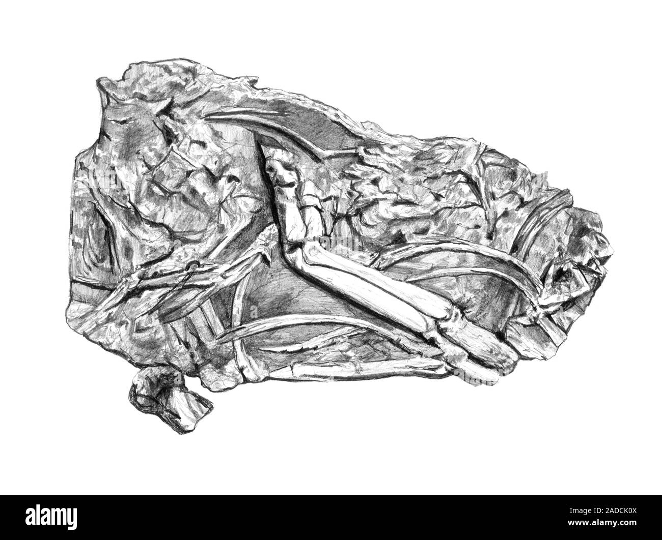 Mammal bone fossils, illustration. These fossilised bones are in a type ...
