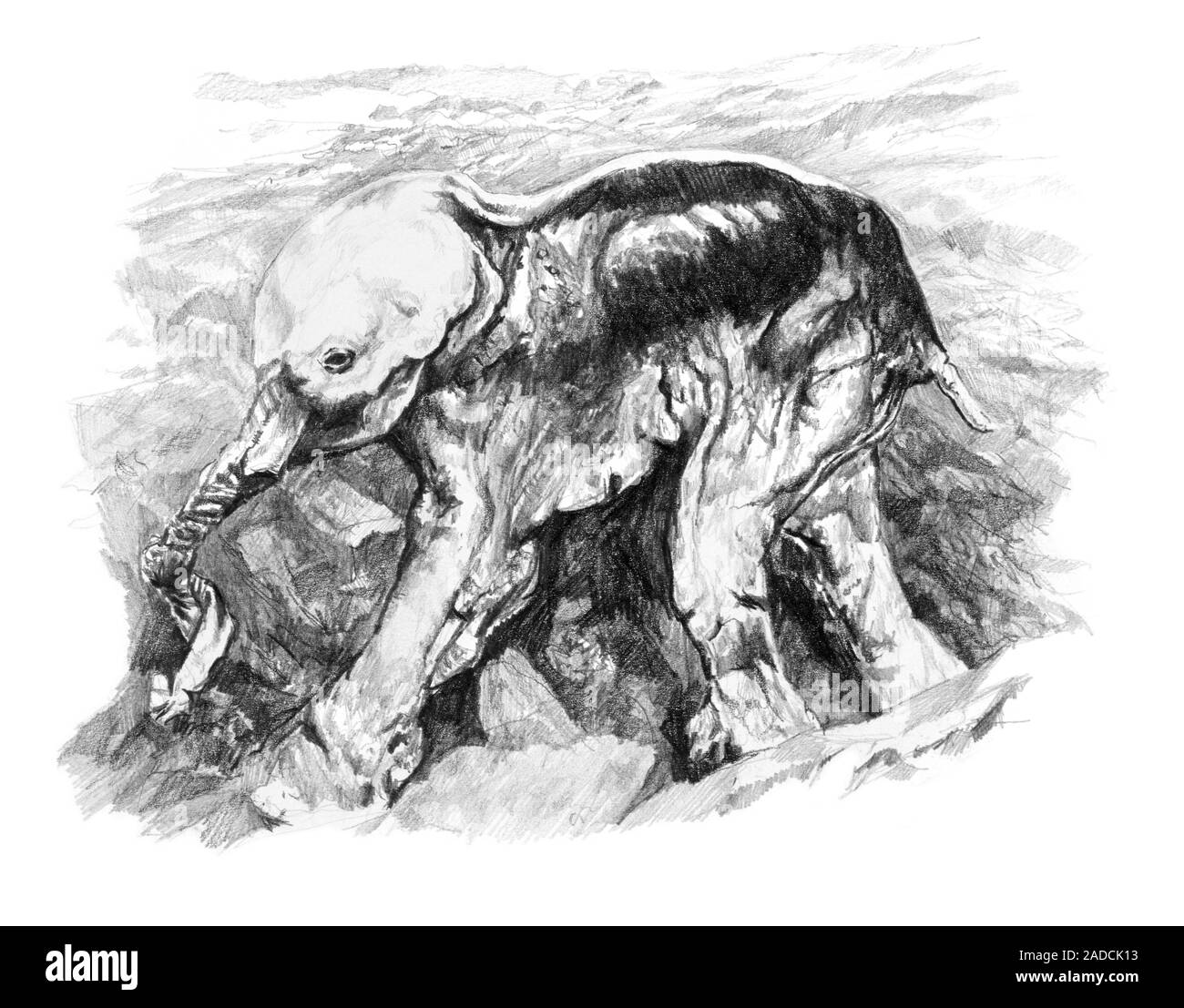 Prehistoric baby mammoth. Illustration of the well-preserved carcass of ...