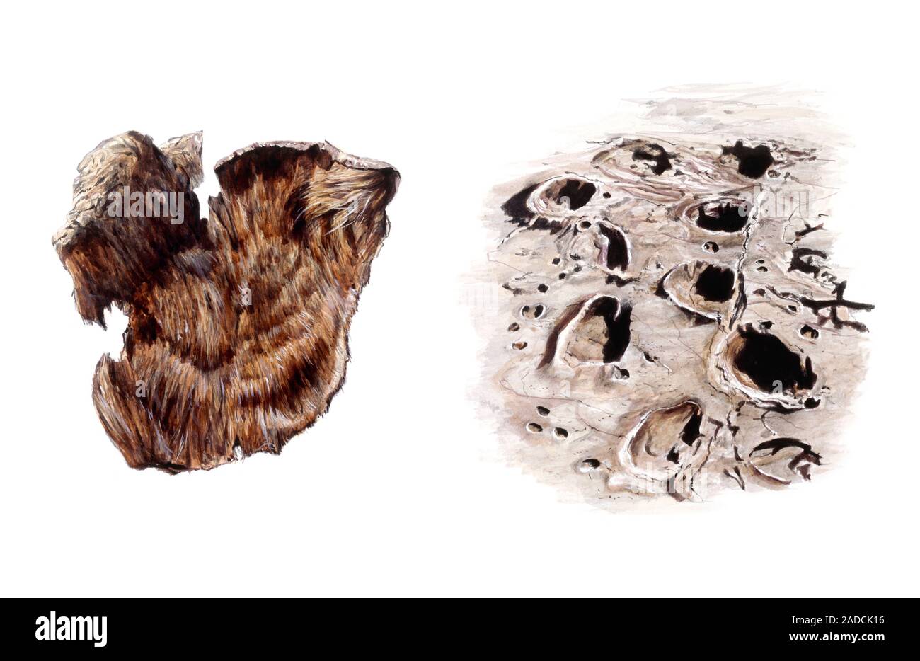 Sloth skin and mammal fossil footprints, illustration. At left is a ...