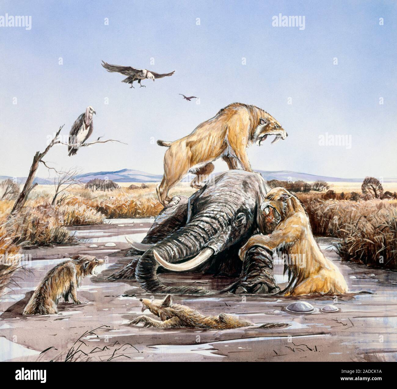 La Brea Tar Pits. Illustration of prehistoric animals becoming trapped ...