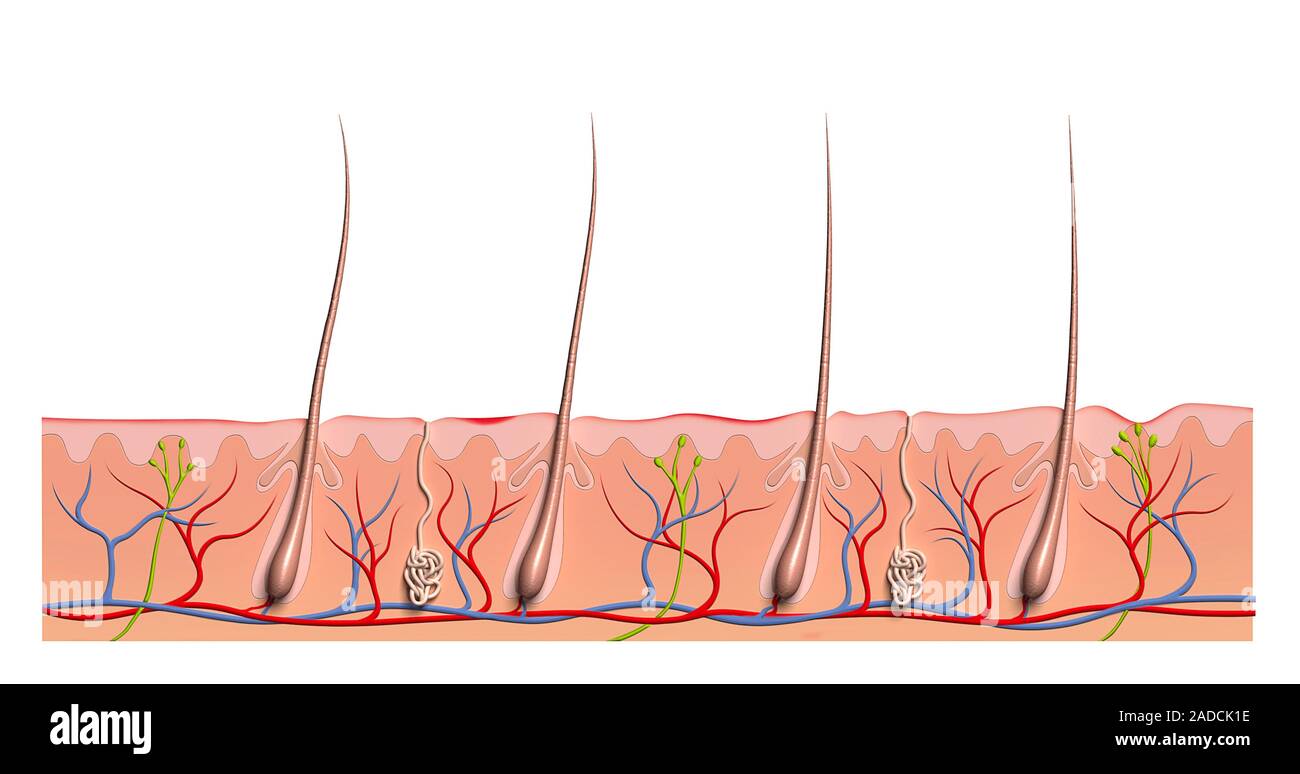 Skin anatomy. Computer illustration of a cross-section through the ...