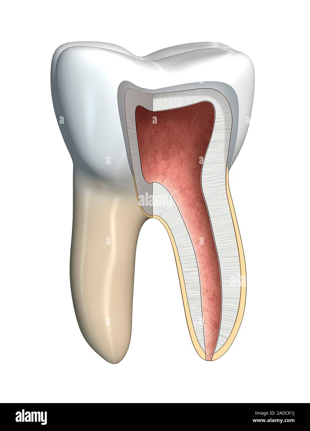 Tooth anatomy, cut-away computer illustration. At the centre of the ...