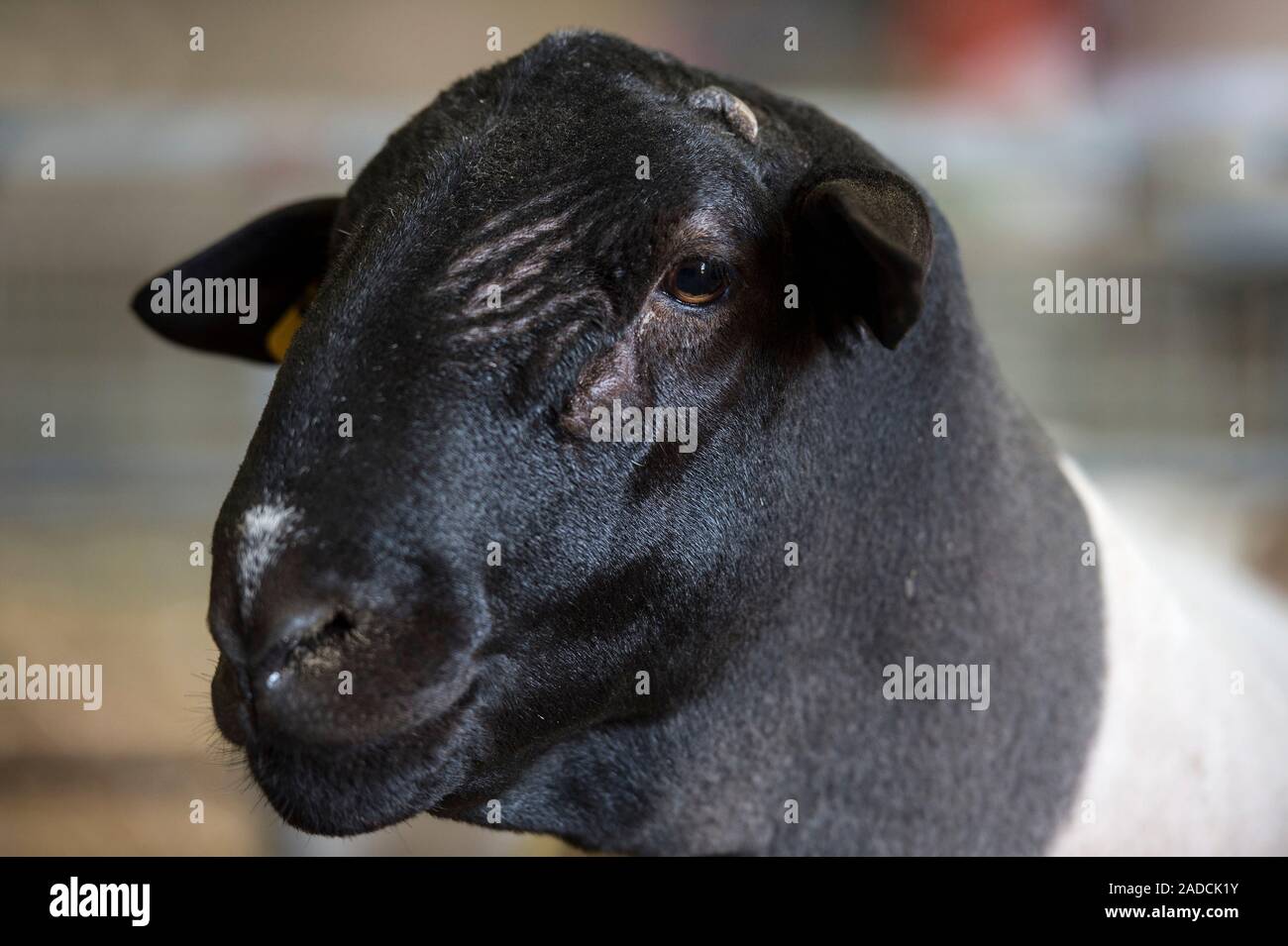 Dorper sheep. The Dorper is a fast growing South African breed of sheep ...