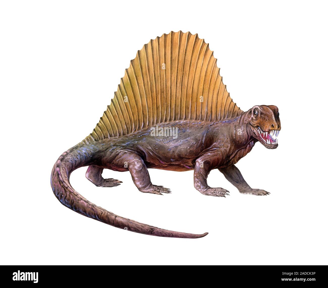 Dimetrodon, illustration. This extinct prehistoric animal is a synapsid ...