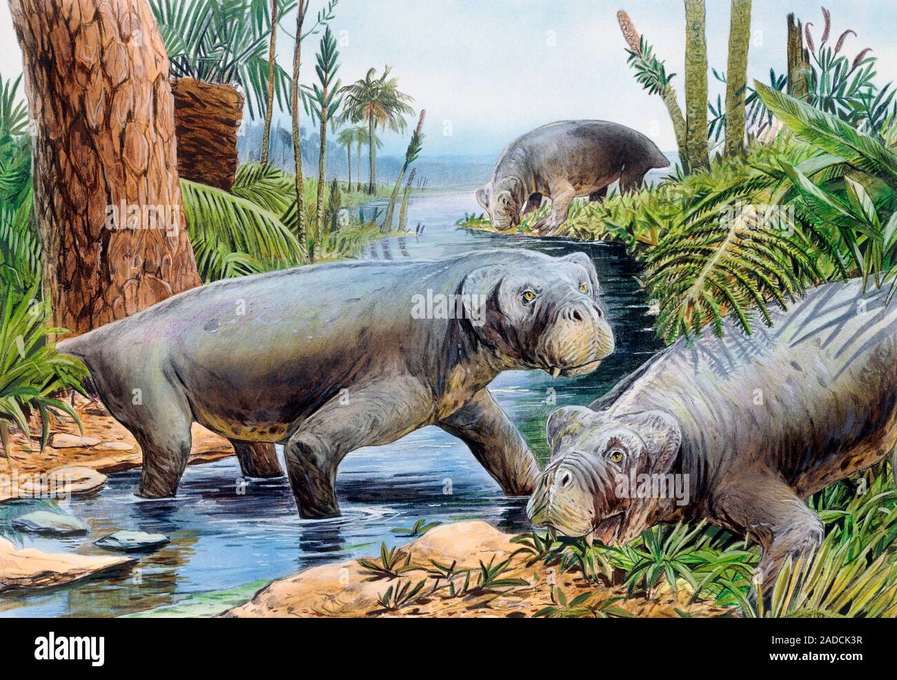 Lystrosaurus feeding in a wetland area, illustration. Lystrosaurus (a ...