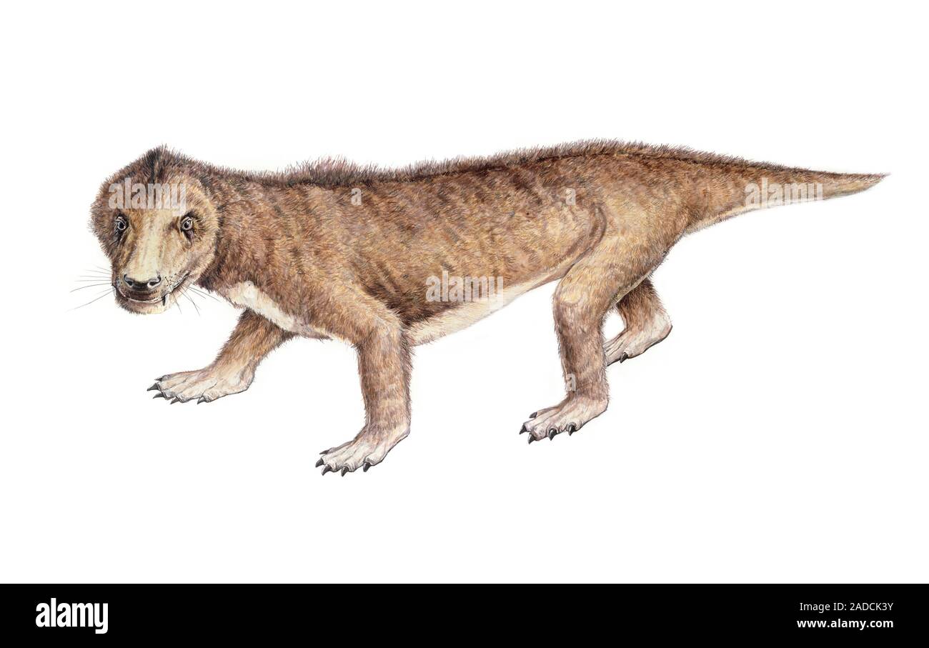 Thrinaxodon, illustration. This extinct cynodont therapsid was a small ...