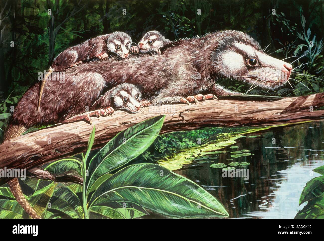 Oligokyphus and young, illustration. This extinct cynodont therapsid ...