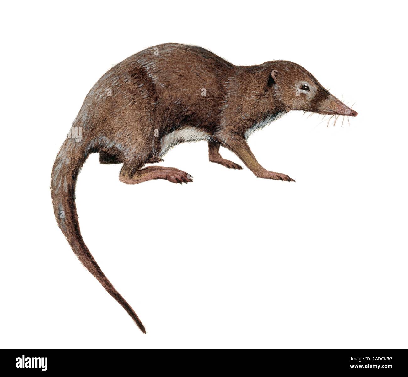 Zalambdalestes, illustration. This shrew-like placental mammal lived ...