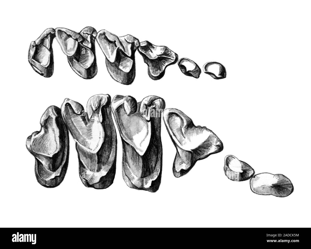 Dentition of Nesophontes and Solenodon, illustration. At top are teeth ...