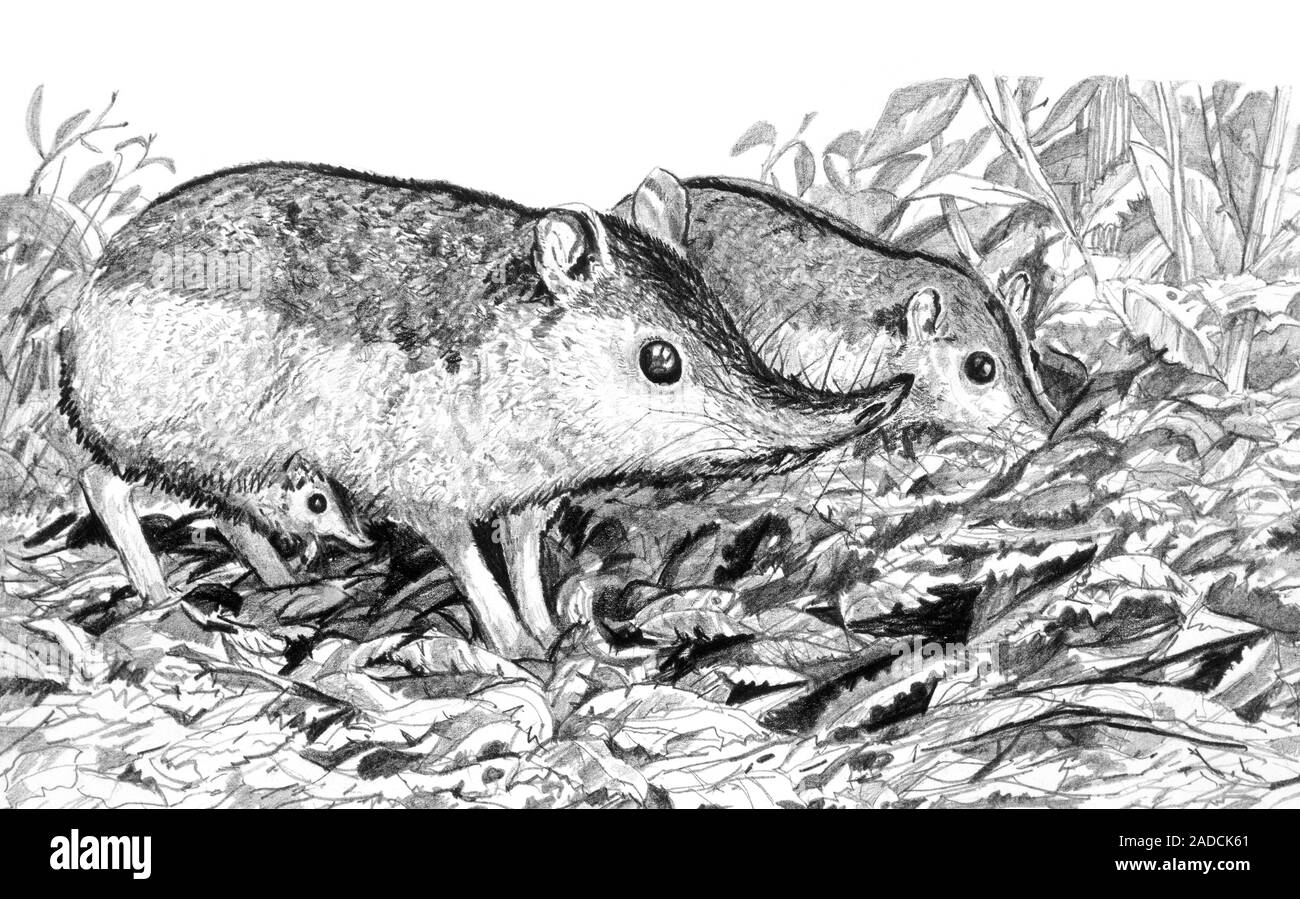 Necrolestes, illustration. This extinct prehistoric animal was a non ...