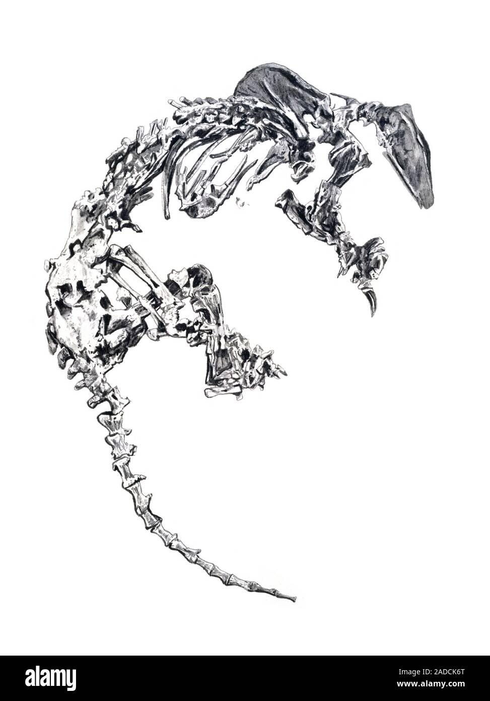 Skeleton of Eurotamandua, illustration. This extinct prehistoric mammal ...