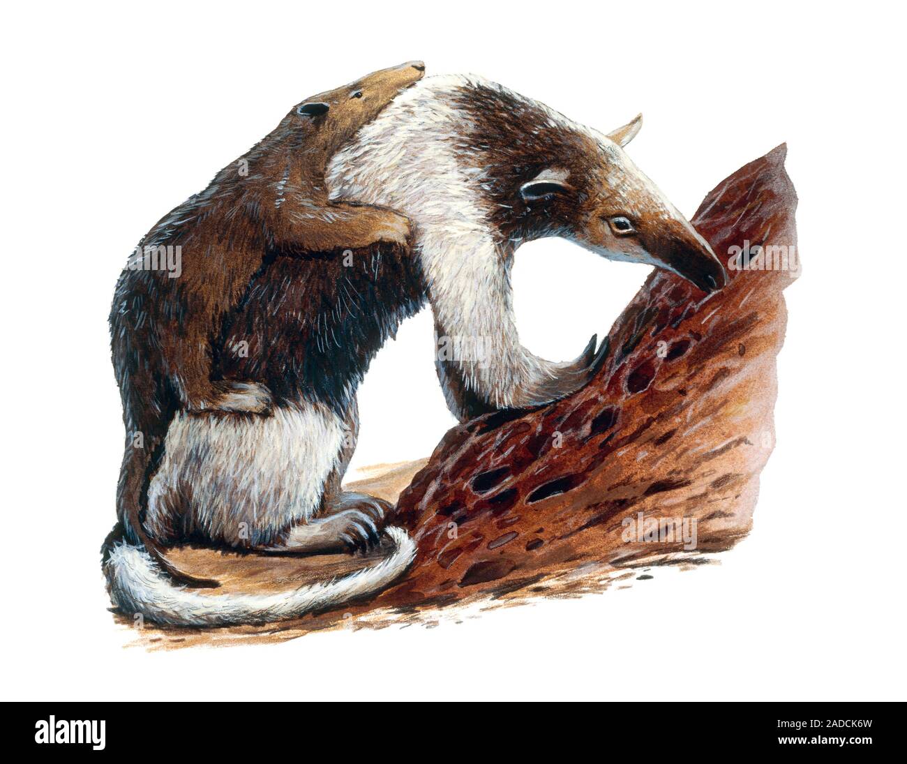 Eurotamandua and young, illustration. The adult is feeding on termites ...