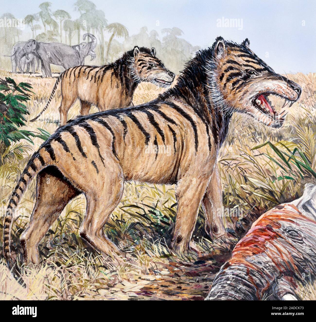 Hyaenodon, illustration. This extinct prehistoric mammal was a powerful ...