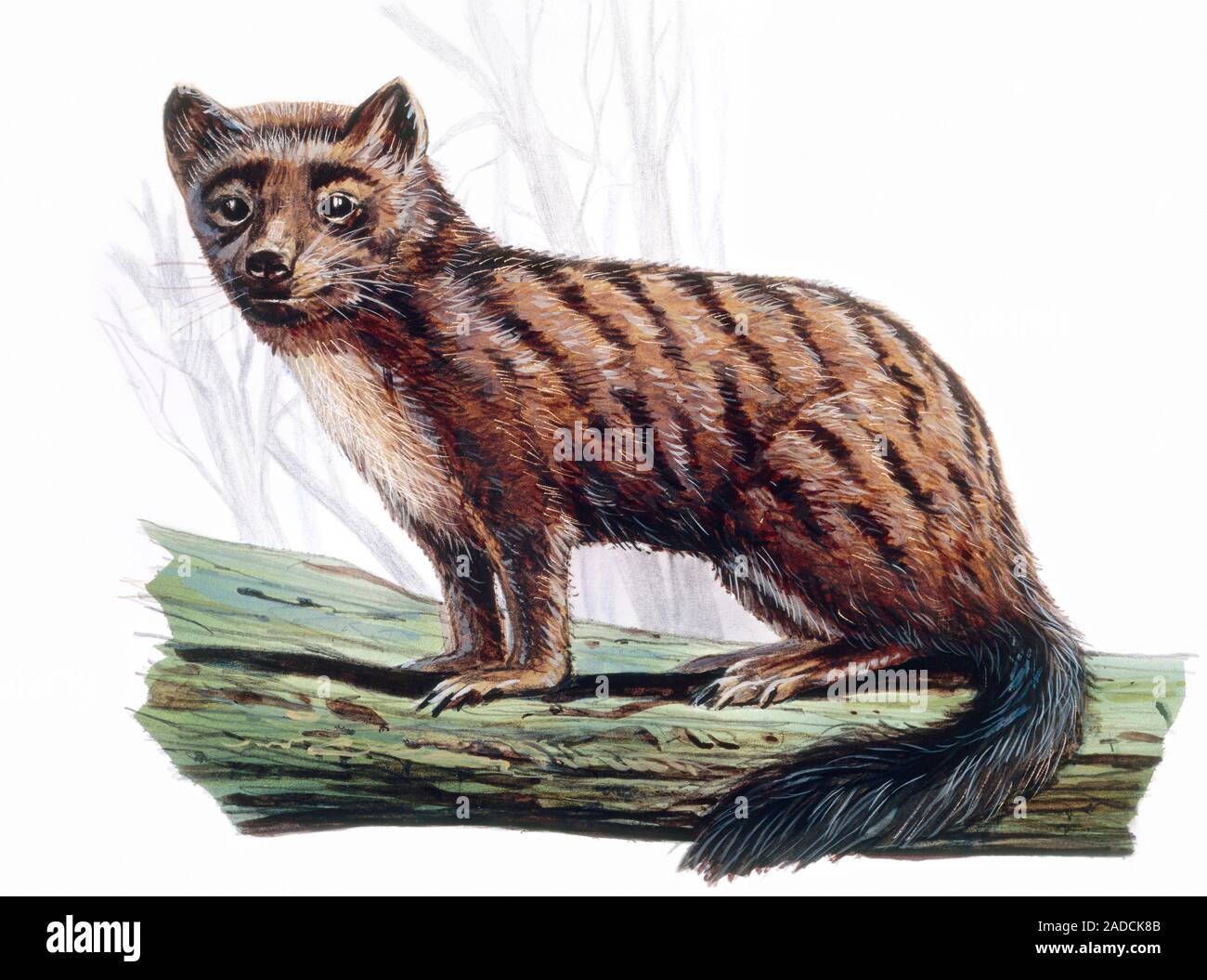 Miacis, illustration. This extinct prehistoric mammal lived from the ...