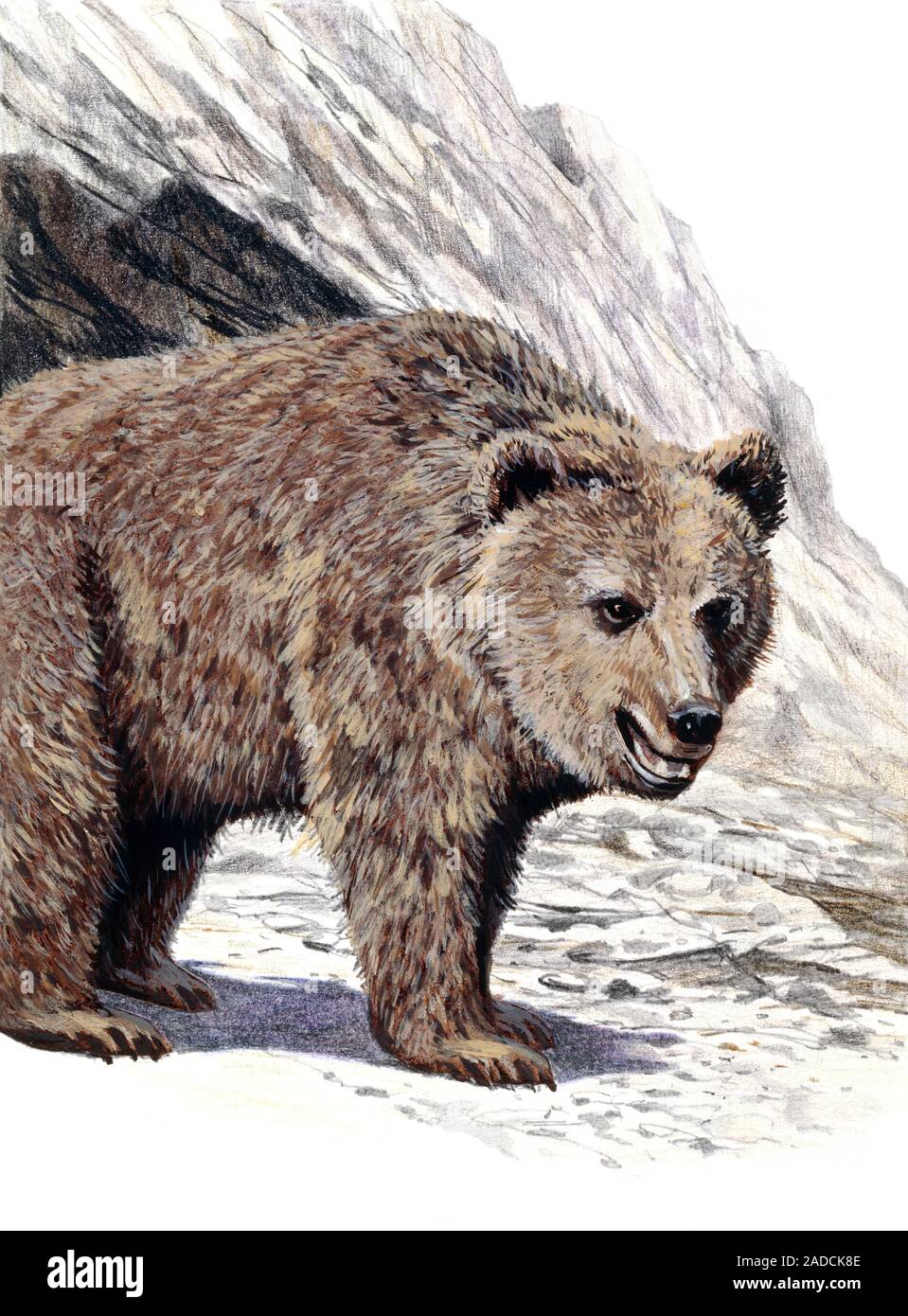 Prehistoric cave bear (Ursus spelaeus), illustration. Many fossils of ...