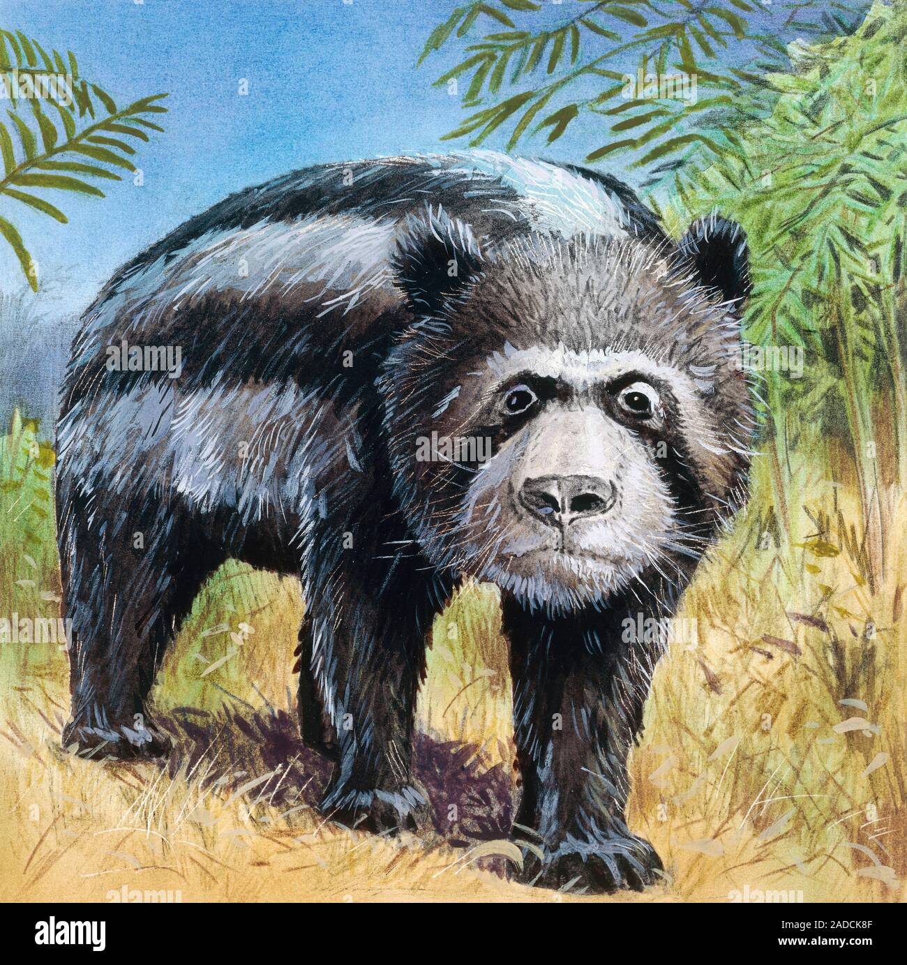 Animals Prehistoric Pandas Pandas: Born To Be Wild