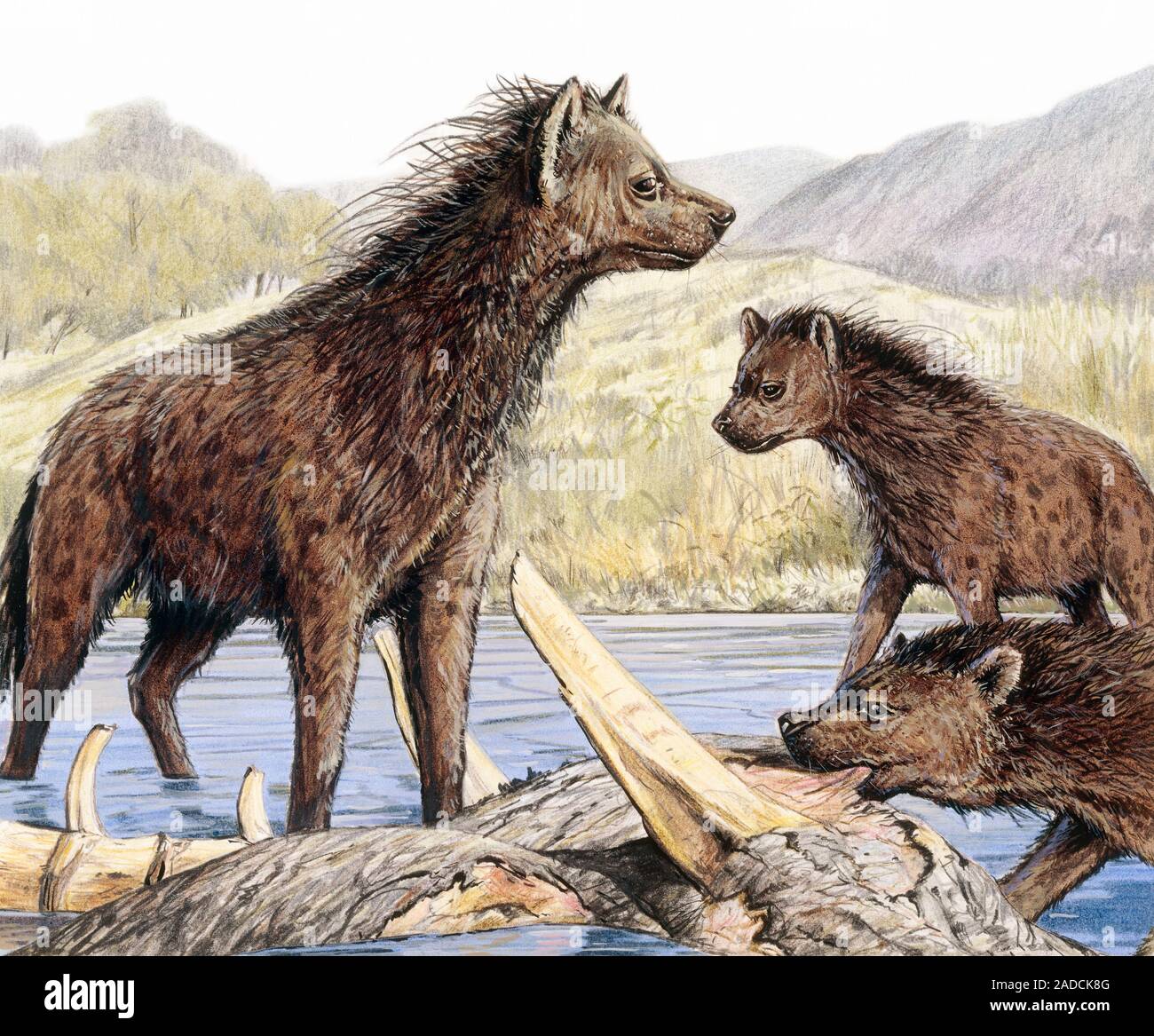 Pachycrocuta prehistoric hyenas. Illustration of a group of giant short ...