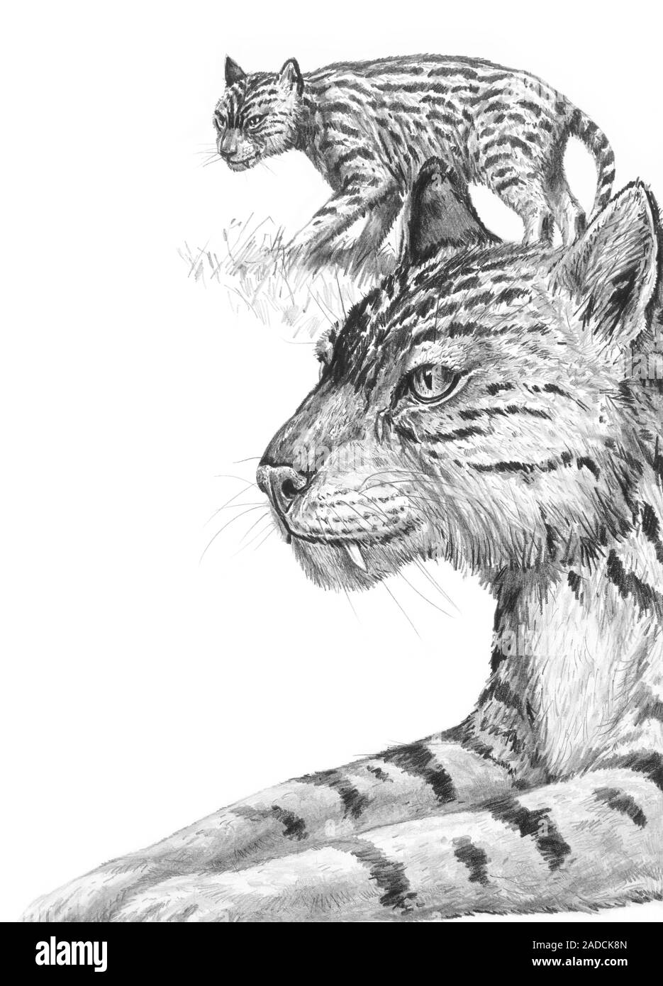 Dinictis, illustration. This extinct prehistoric mammal is an example ...