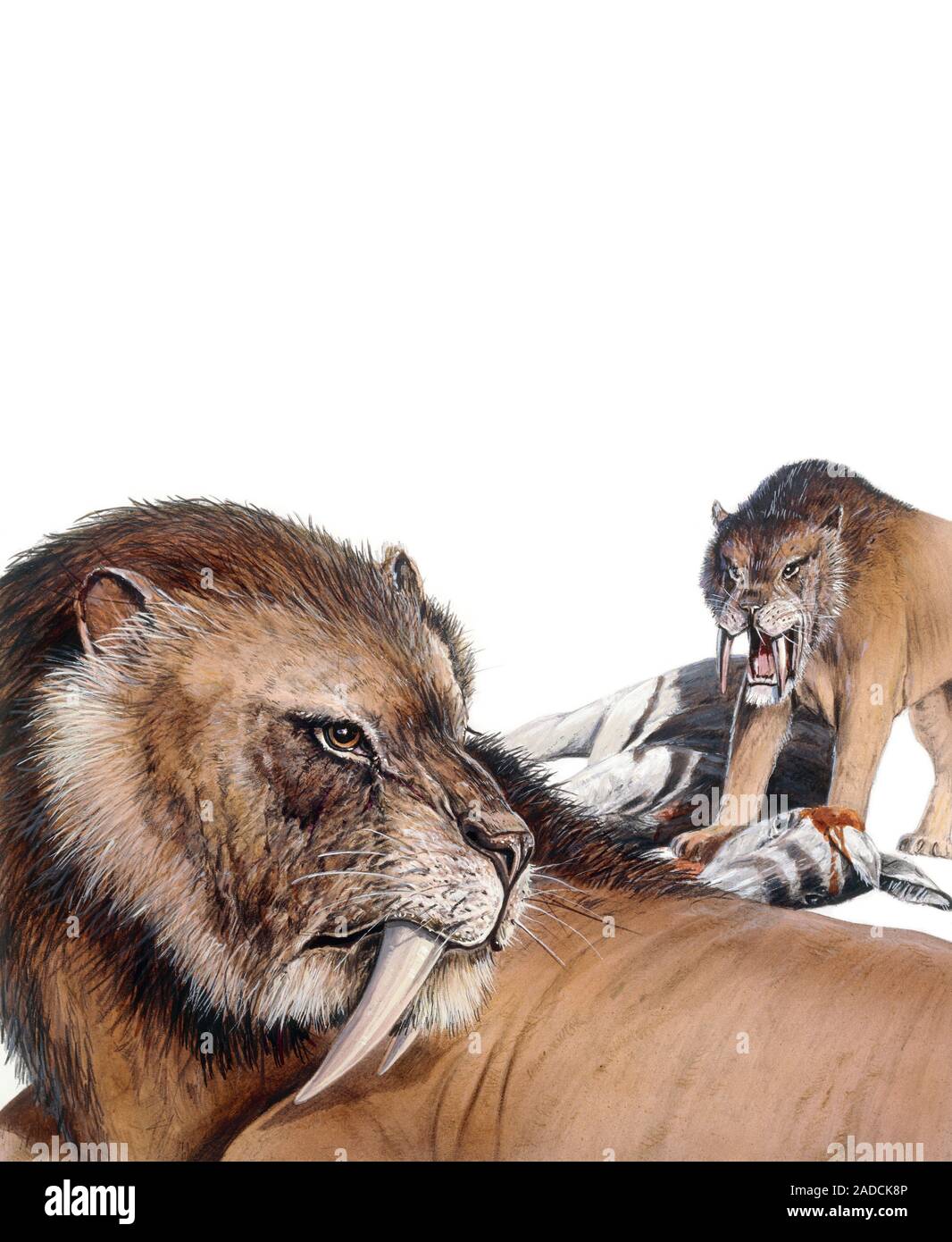 Smilodon sabretooth cat, illustration. This extinct prehistoric mammal ...