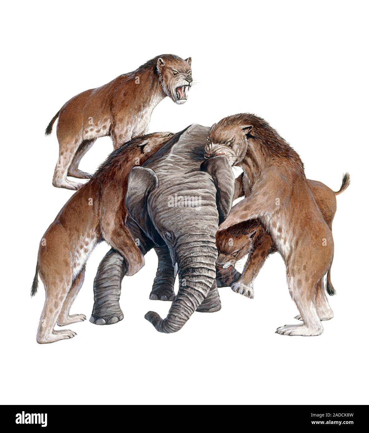 Homotherium sabretooth cats and prey, illustration. This extinct ...