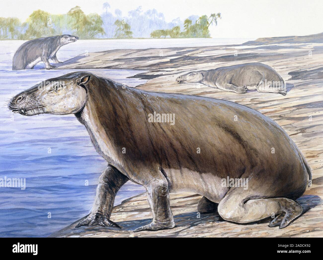 Paleoparadoxia, illustration. This extinct prehistoric mammal is an ...