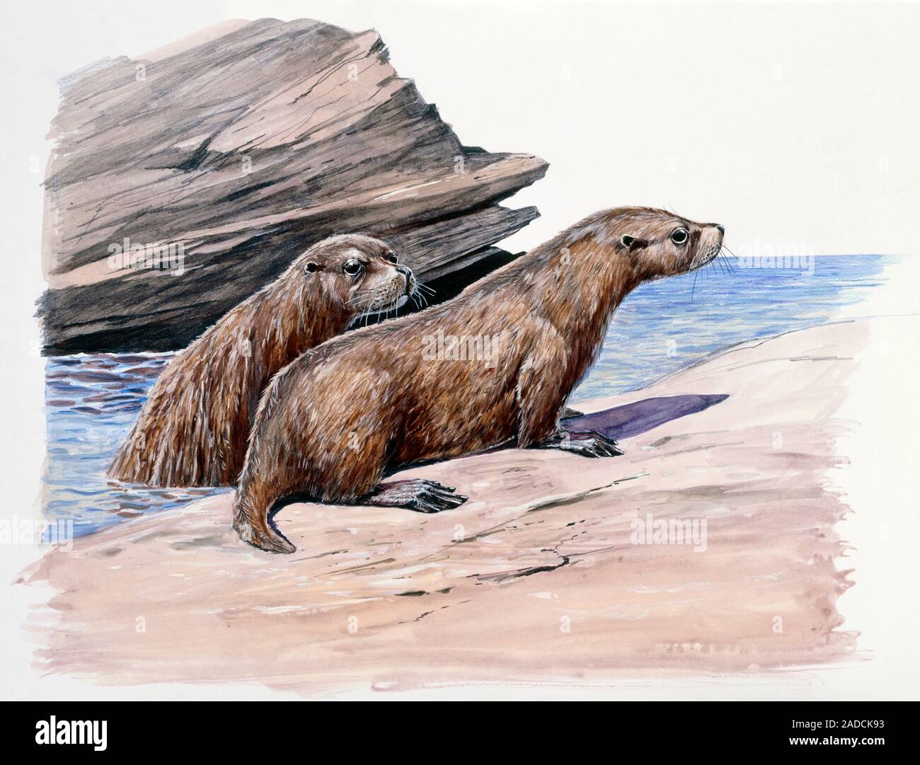 Enaliarctos, illustration. This extinct prehistoric mammal is an ...