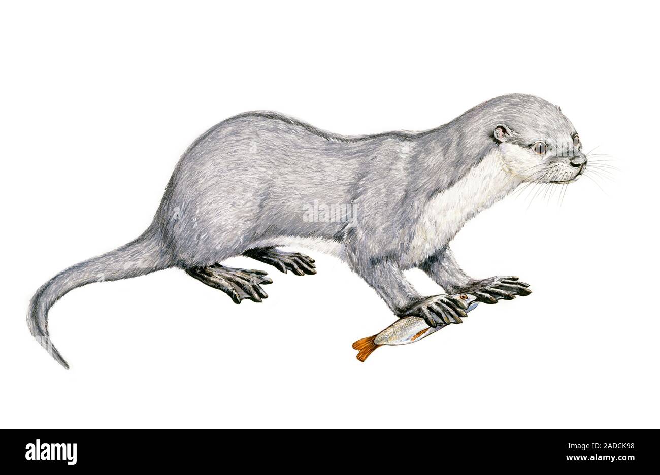 Potamotherium, illustration. This extinct prehistoric mammal is thought ...