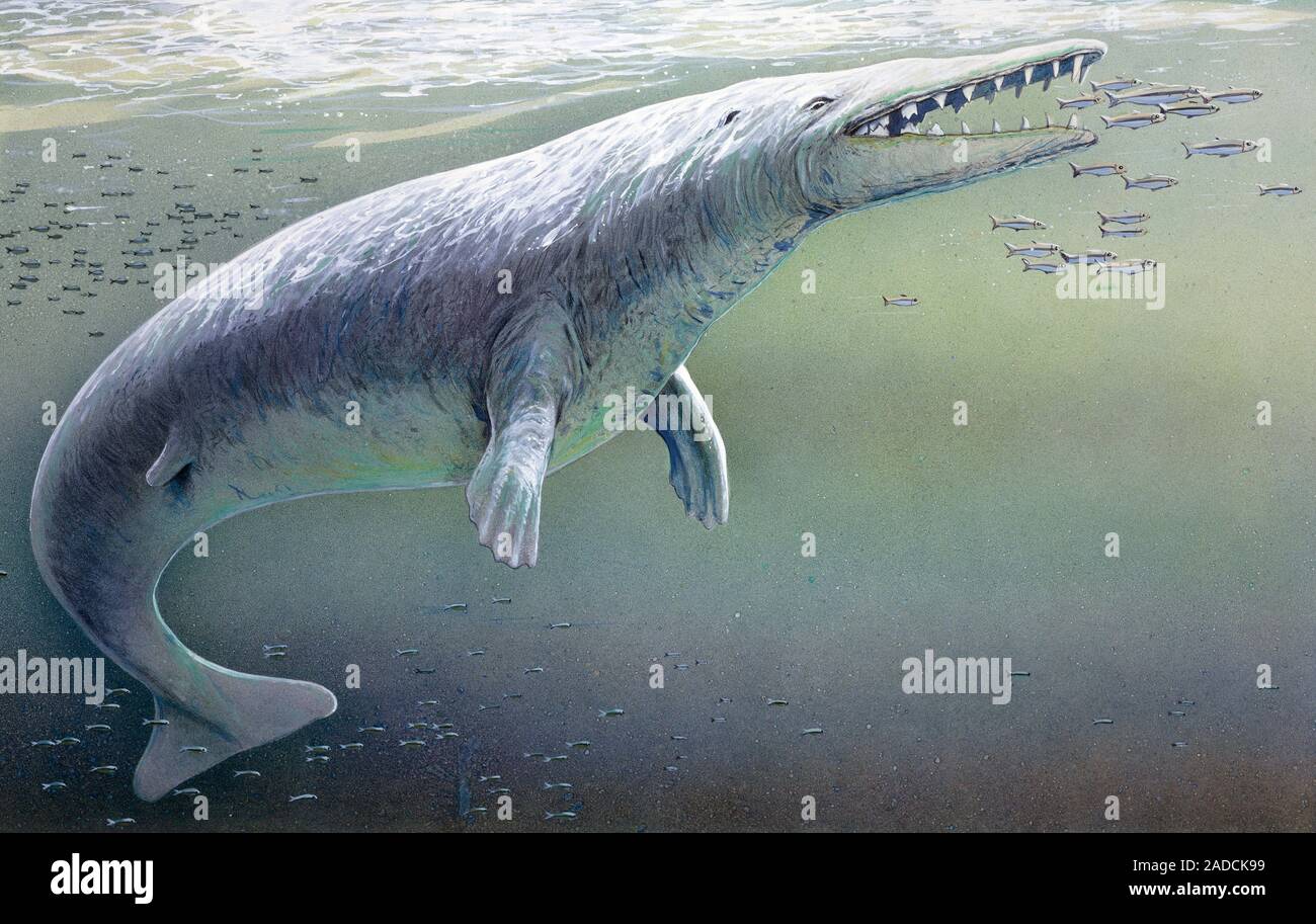 Protocetus, illustration. This extinct prehistoric mammal is an early ...