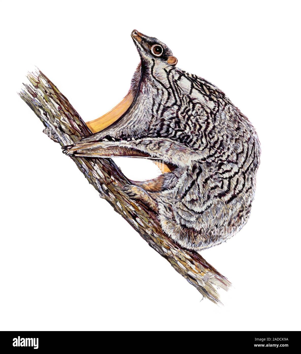 Philippine flying lemur (Cynocephalus volans), illustration. This ...