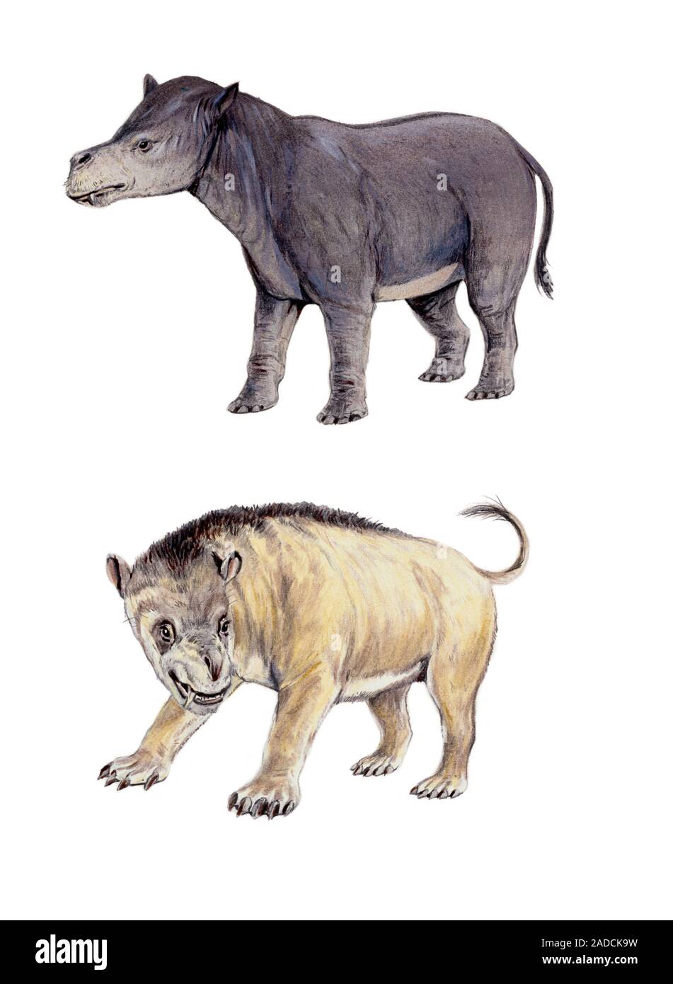 Coryphodon (top) and Titanoides (bottom), illustration. These animals ...
