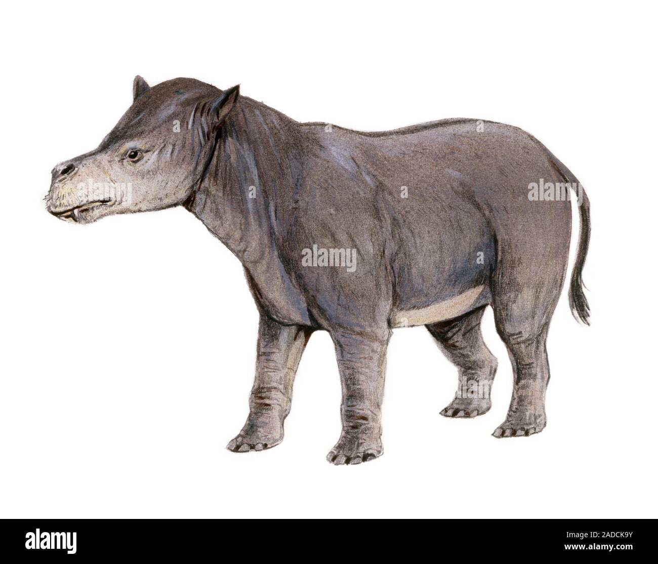 Coryphodon, illustration. This extinct prehistoric mammal is an example ...