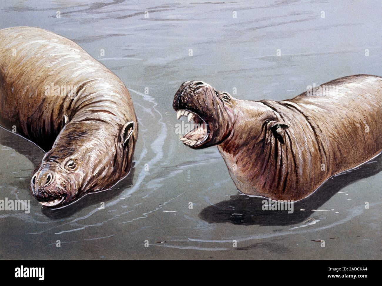 Moeritherium, illustration. This extinct prehistoric mammal was an ...