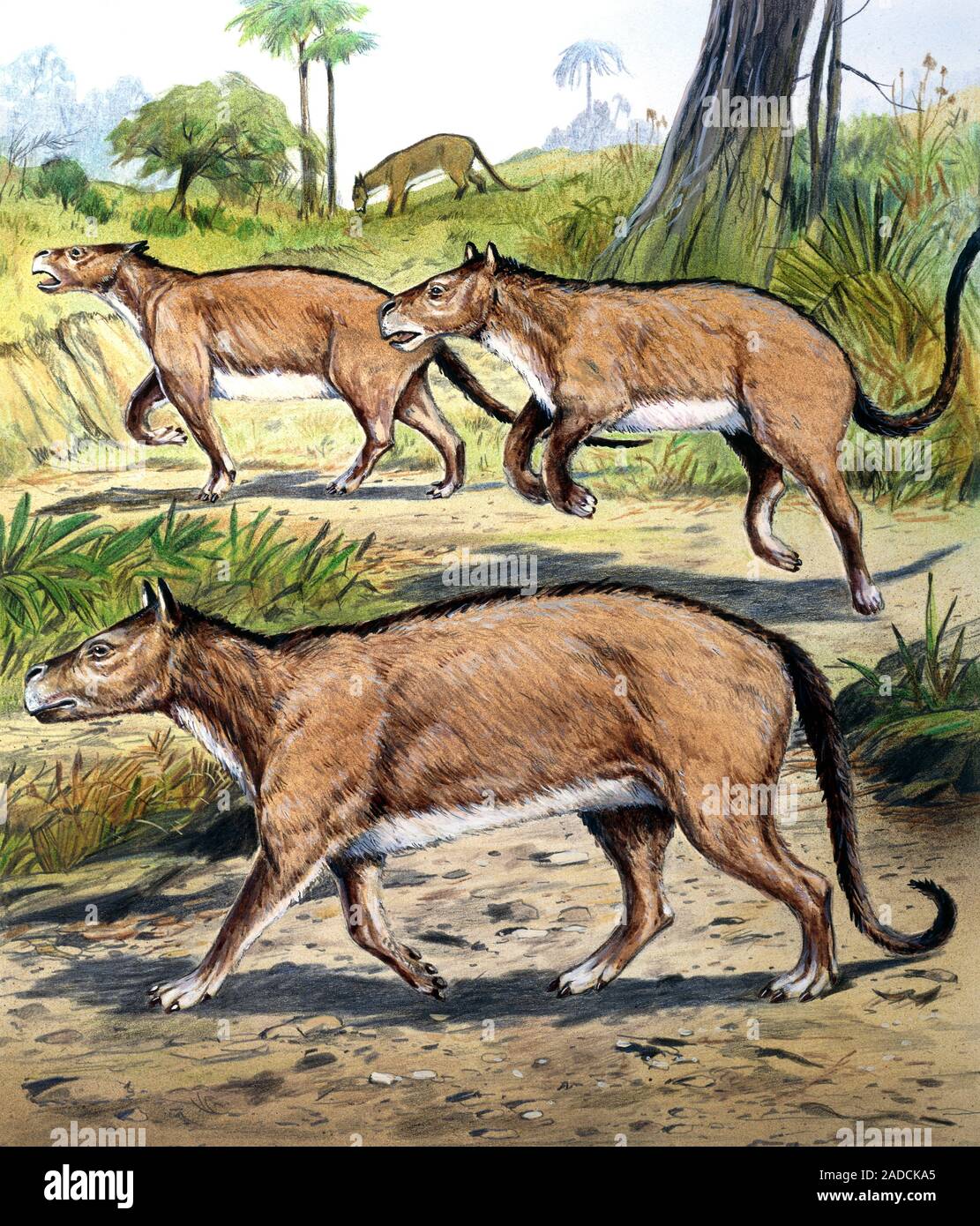 Phenacodus, illustration. This extinct prehistoric mammal is an a ...